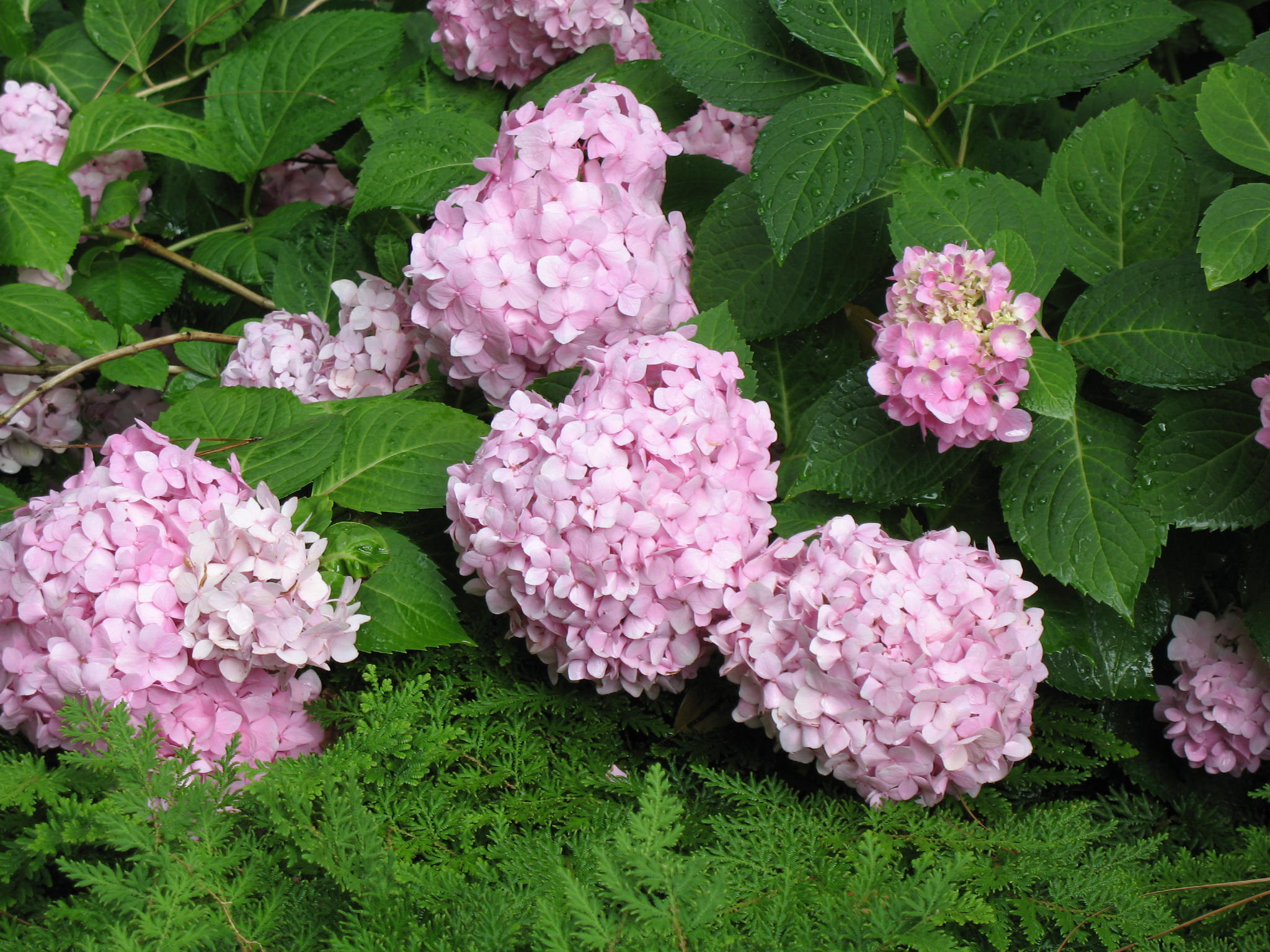 Online Plant Guide - Hydrangea macrophylla 'Penny Mac' / Penny Mac Hydrangea